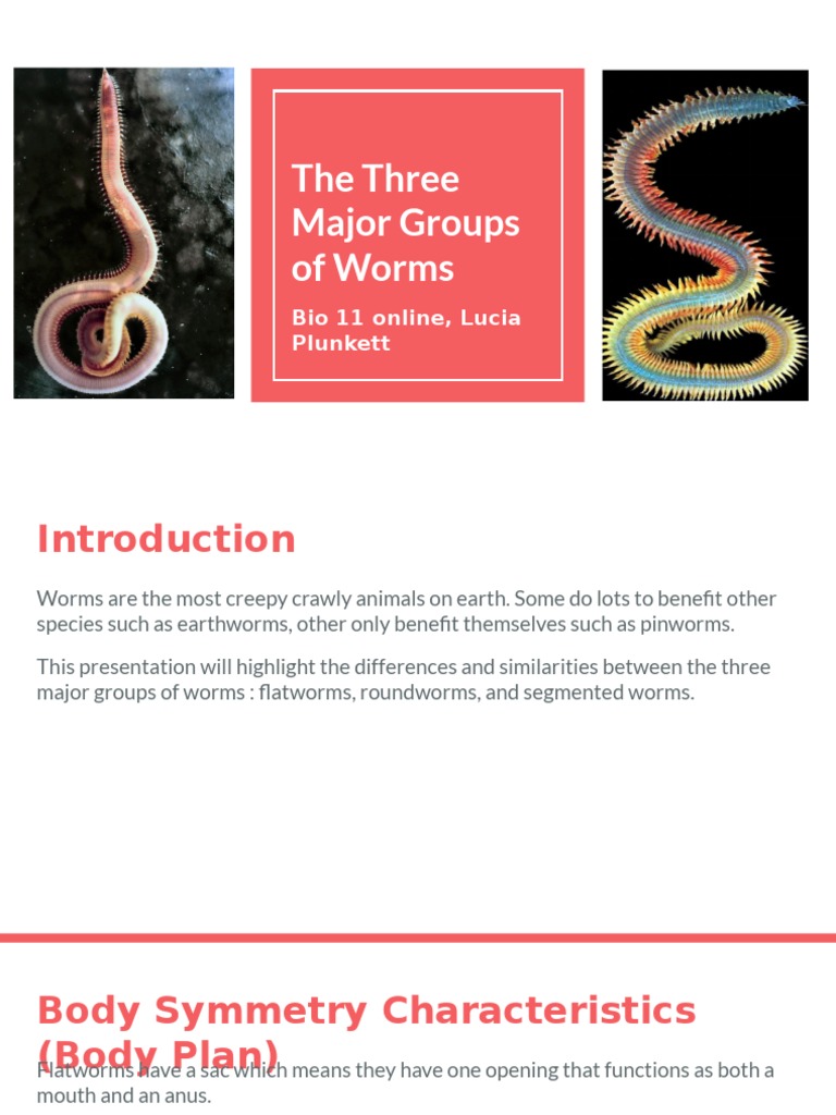 The Three Major Groups of Worms | Download Free PDF | Nematode | Animal ...