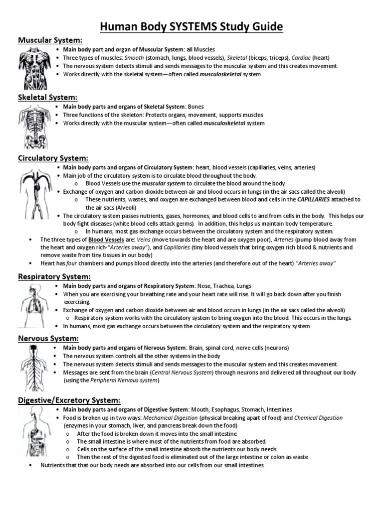 Human Body Systems Study Guide | PDF | Respiratory System | Circulatory ...