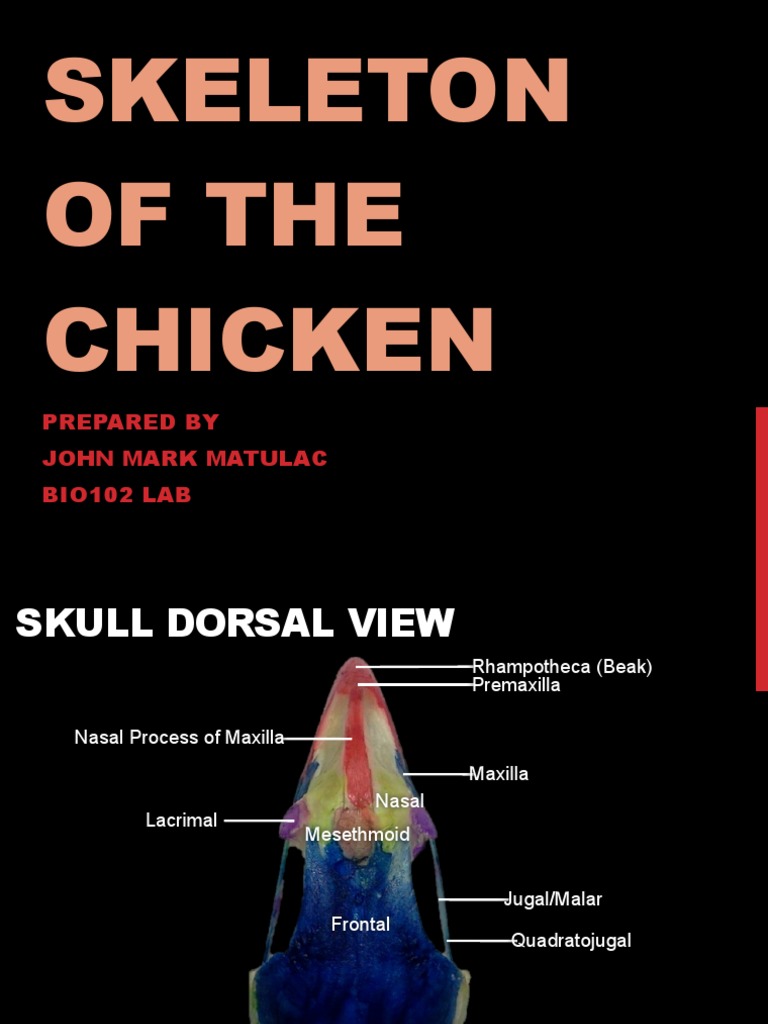 Endoskeleton of The Chicken | PDF | Vertebra | Vertebral Column