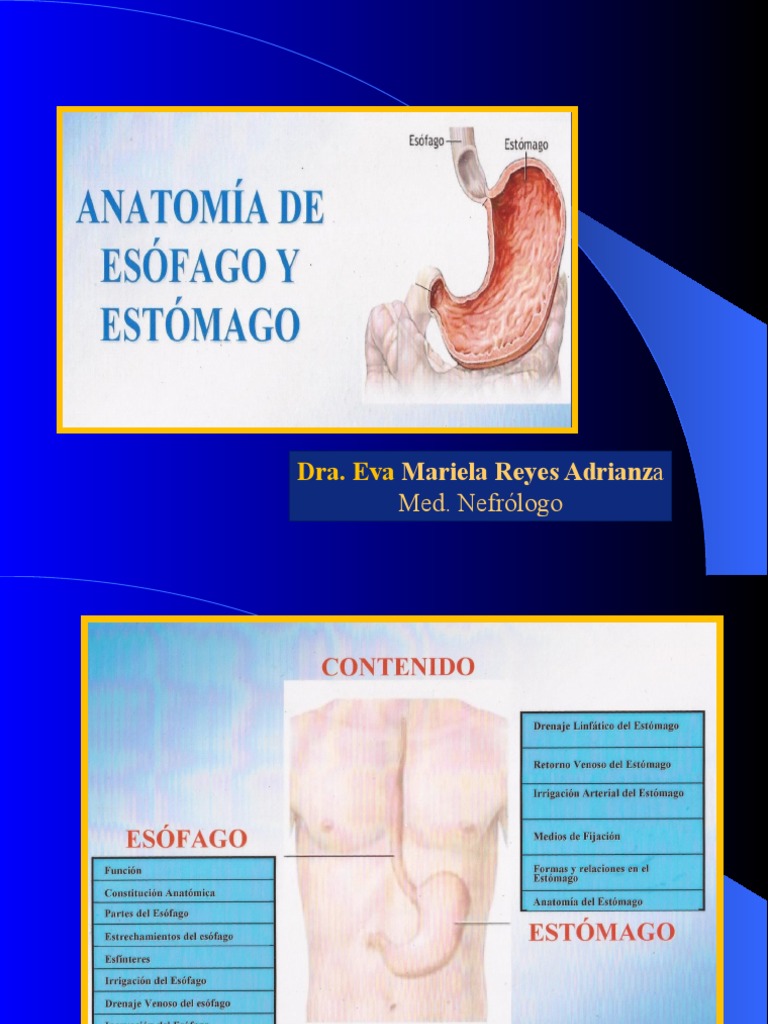 ESTOMAGO | PDF | Esófago | Membrana mucosa