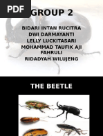 Insects Identification Key PDF | PDF | Fly | Insects