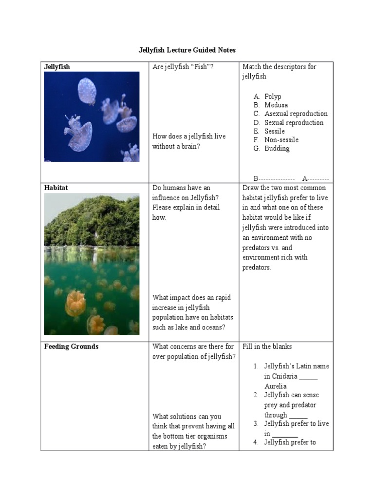Jellyfish Taxonomy and Ecology Notes | PDF | Animal Taxonomy | Zoology