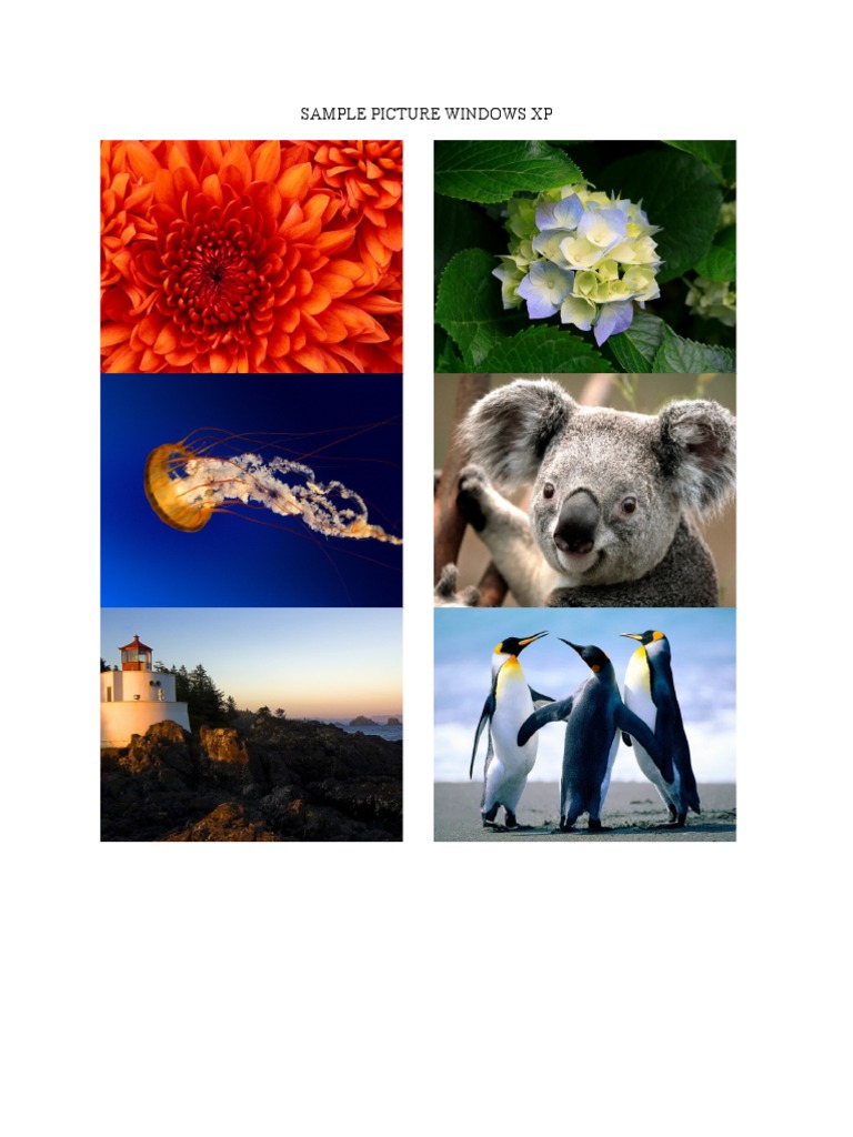 Sample Picture Windows XP | PDF