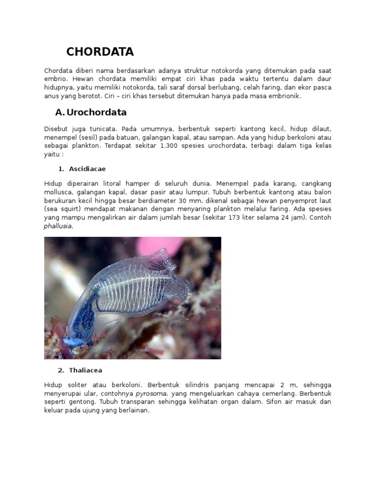 Chordata | PDF | Sains & Matematika