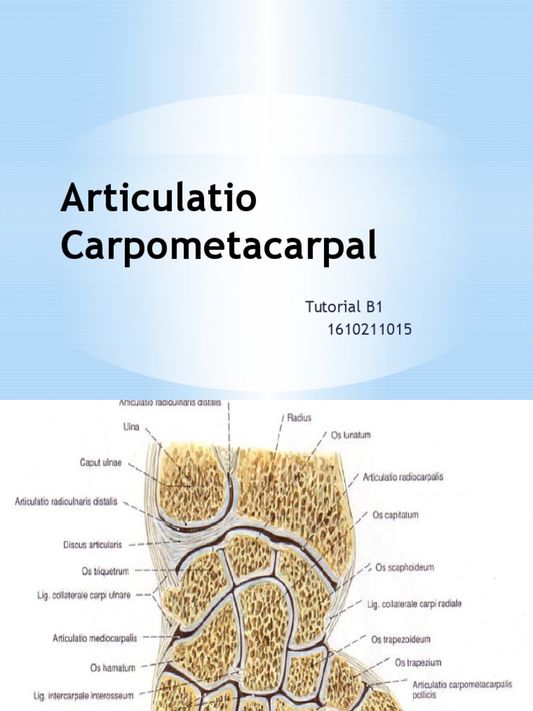 Articulatio Carpometacarpal | PDF