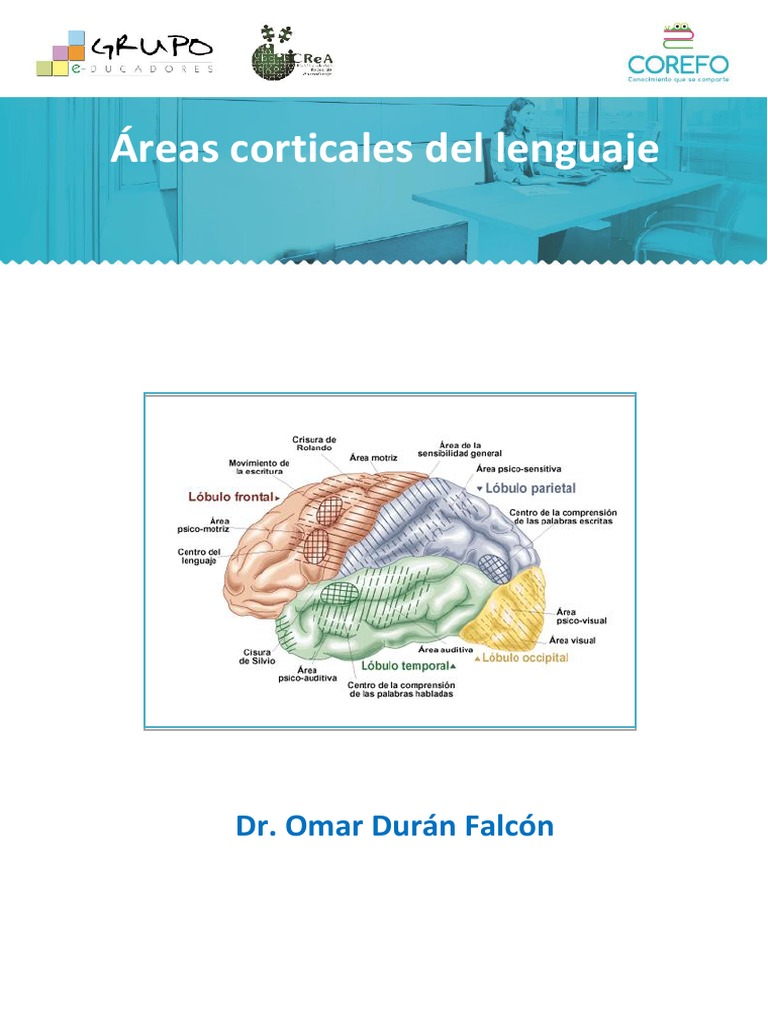 AREAS CORTICALES DEL LENGUAJE | Afasia | Cerebro