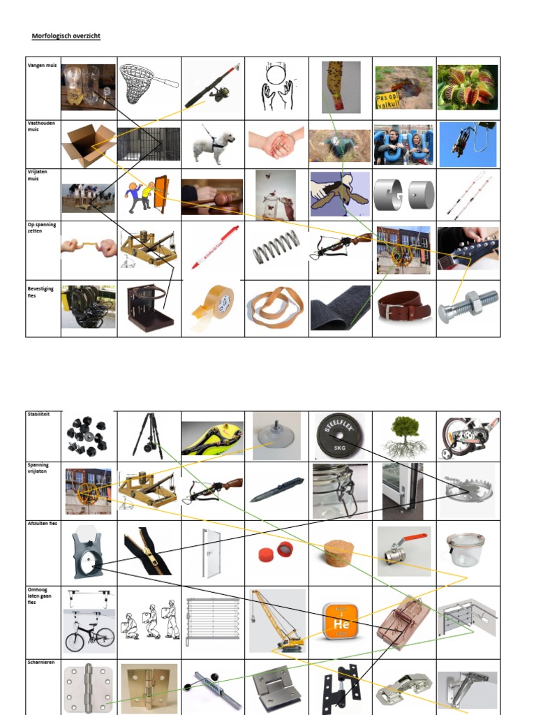 Morfologisch Overzicht Concept | PDF
