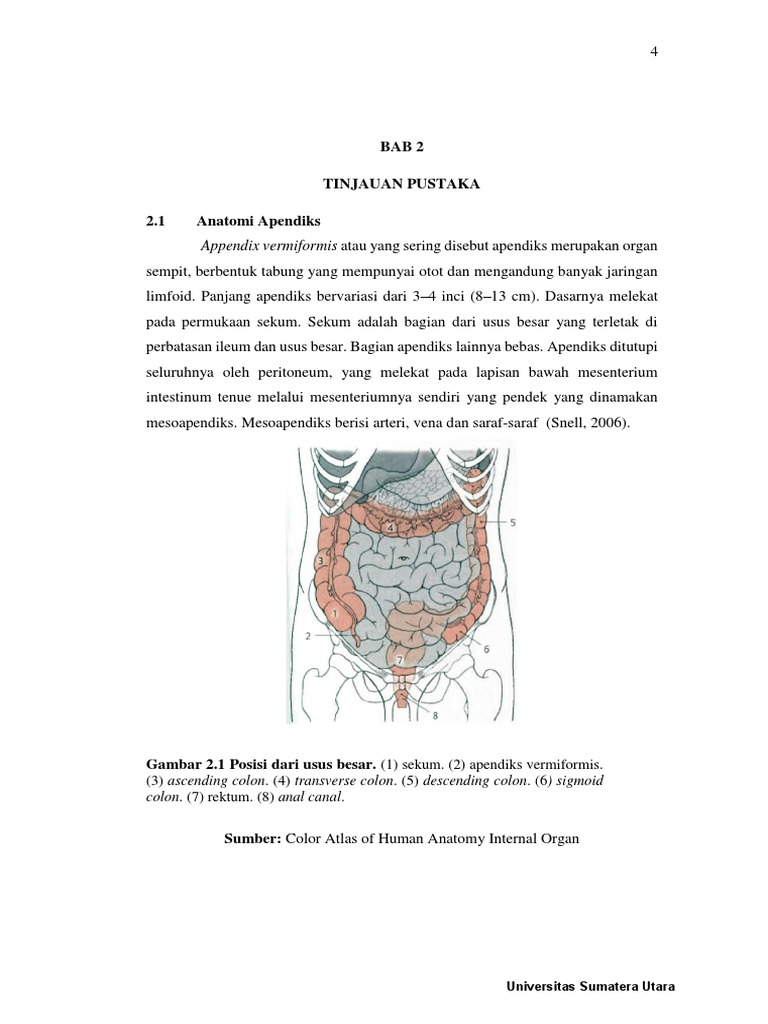 Retrocecal Appendix | PDF