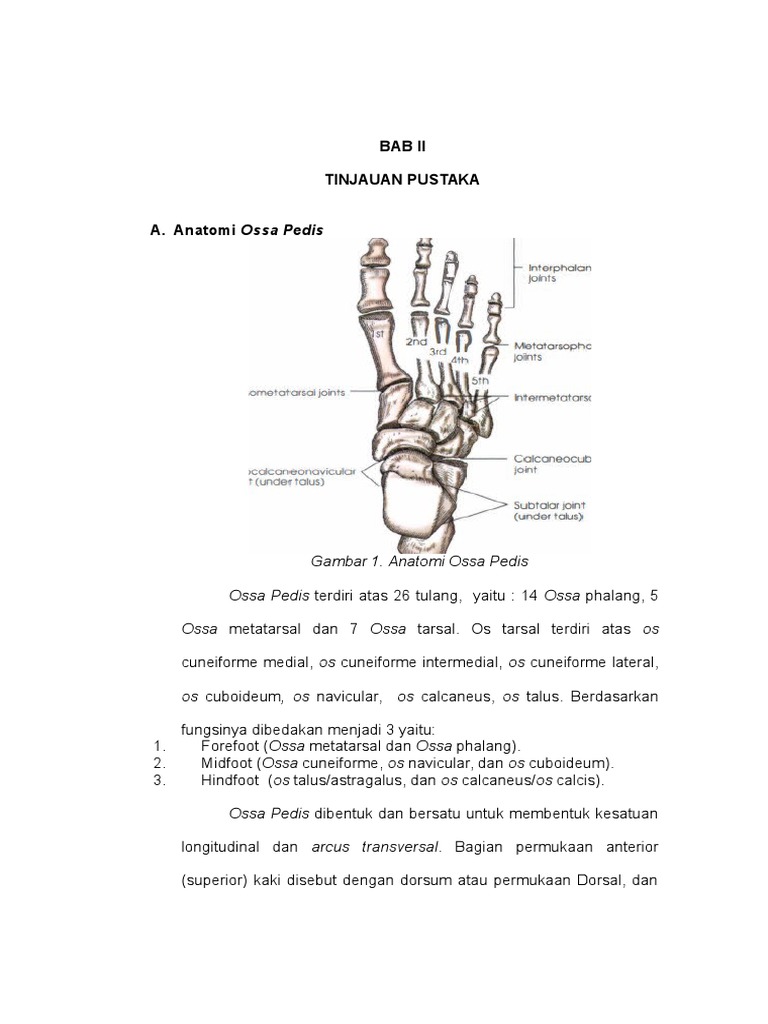 Anatomi dan Patologi Ossa Pedis | PDF | Sains & Matematika | Sejarah
