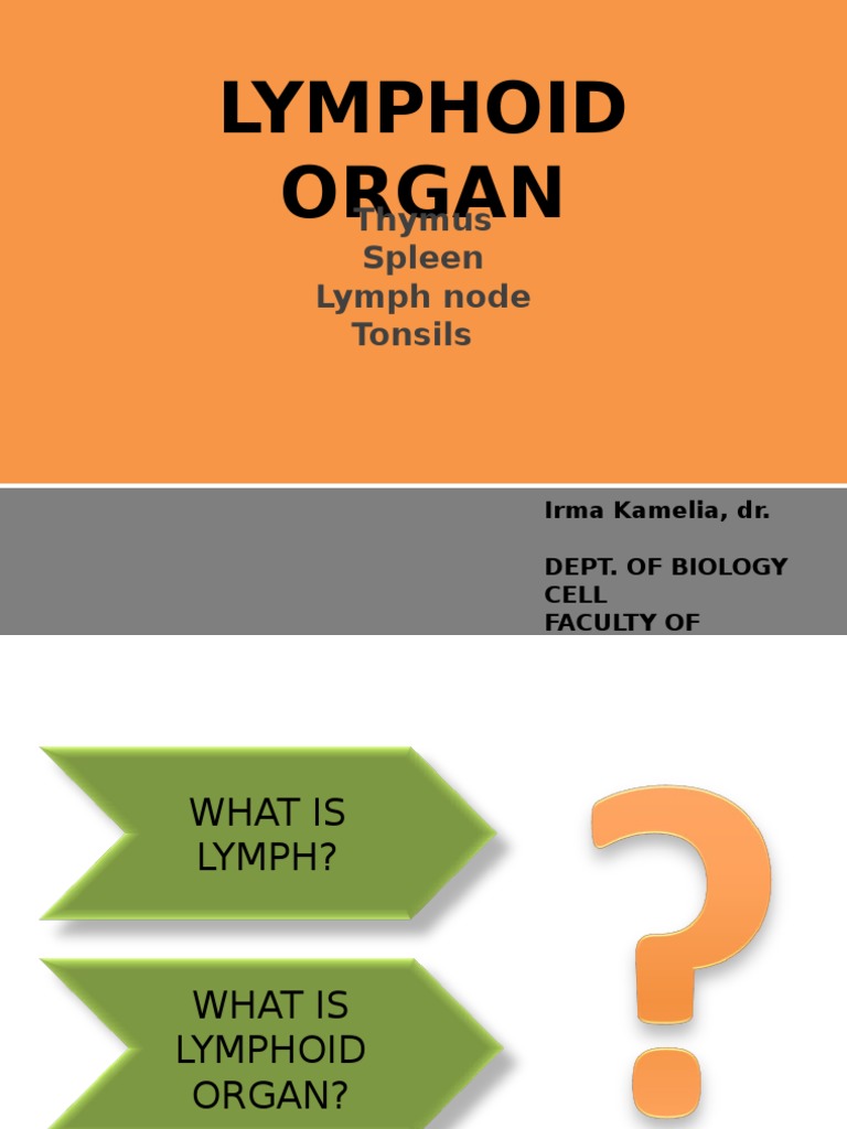 Lymphoid Organs: Thymus, Spleen, Nodes | PDF | Lymphatic System | Lymph ...