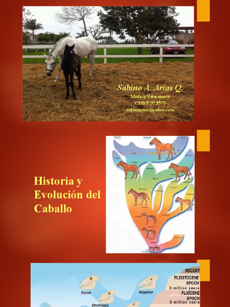 Historia y Evolución Del Caballo | PDF | Burro | Caballos