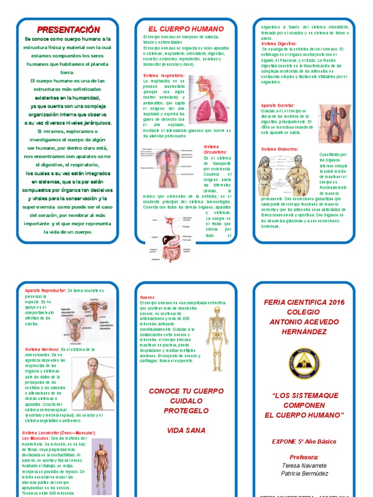 Diego Triptico El Cuerpo Humano | Cuerpo humano | Sistema respiratorio