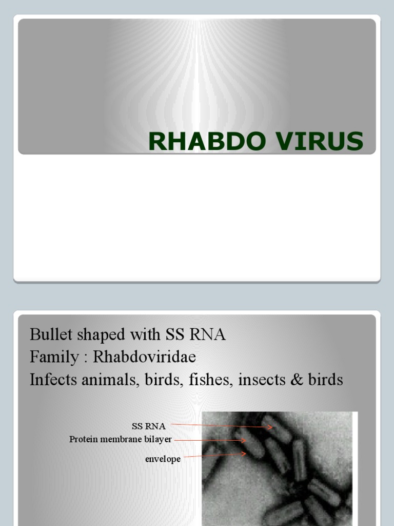 Rhabdo Virus | Download Free PDF | Rabies | Vaccines
