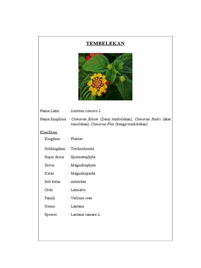 Tembelekan (Lantana Camara L) | PDF Tembelekan (Lantana Camara L) | PDF