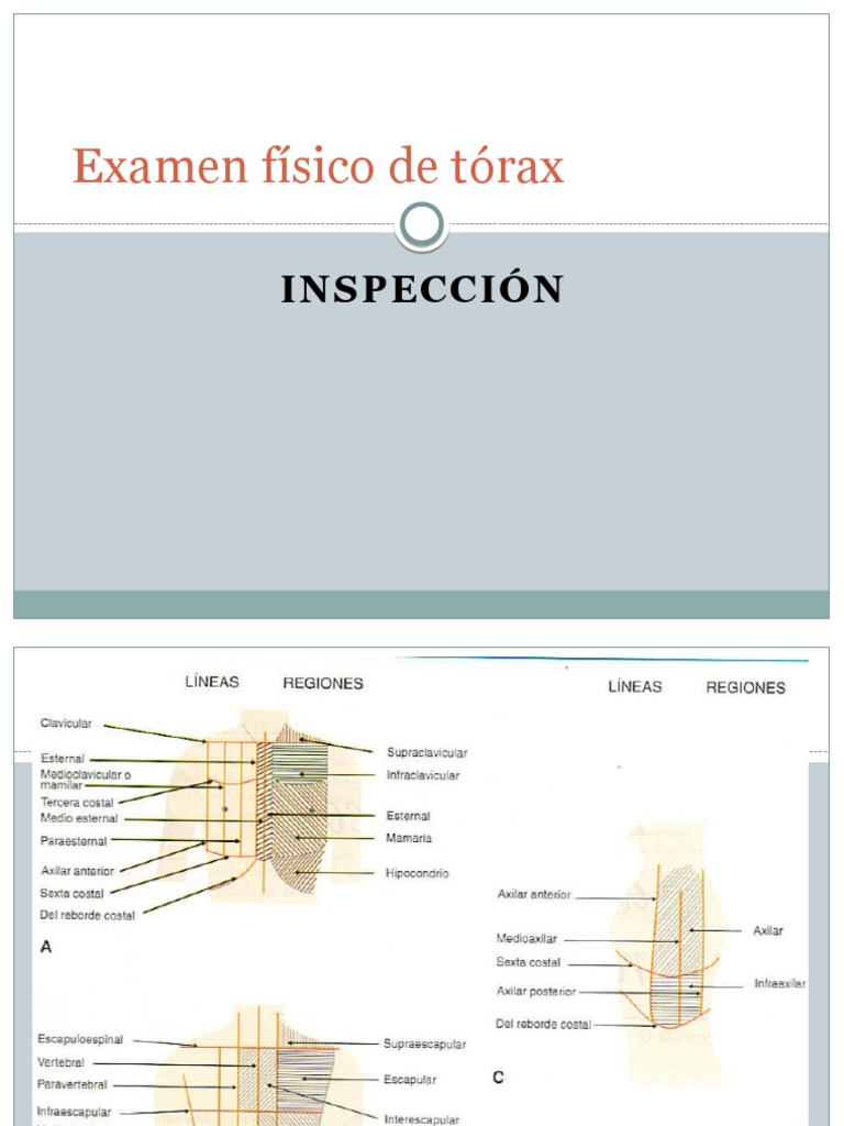 Examen Físico del Tórax: Inspección Detallada | PDF | Tórax | Anatomía ...
