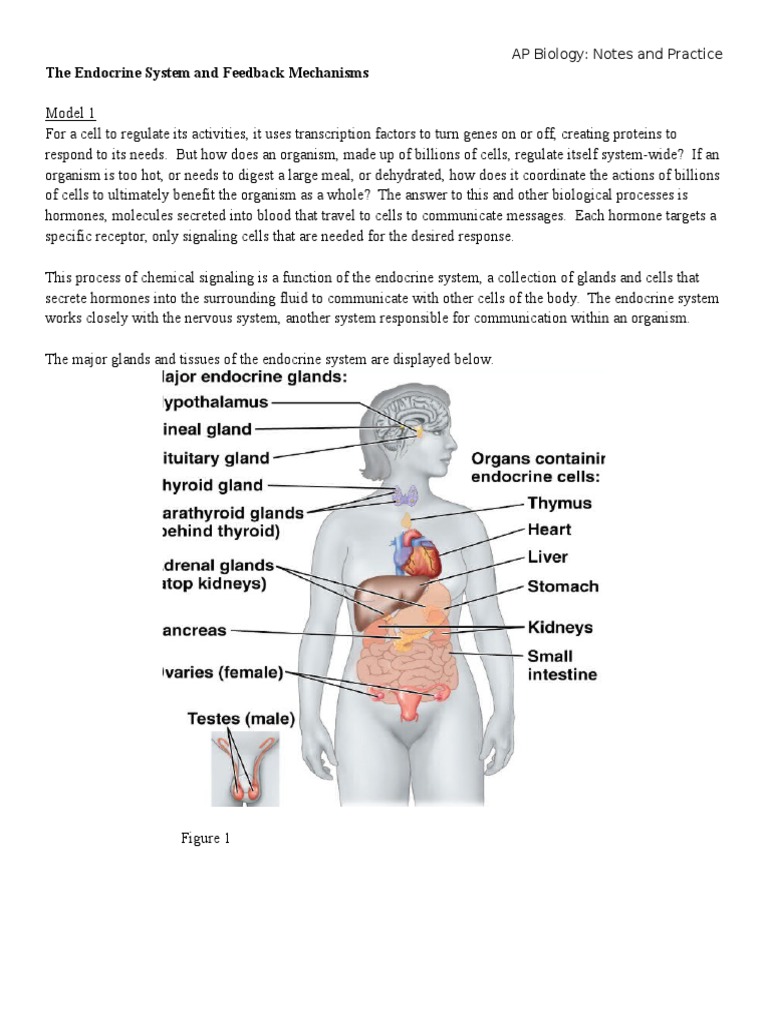 The Endocrine System and Feedback Mechanisms | PDF | Hormone | Insulin