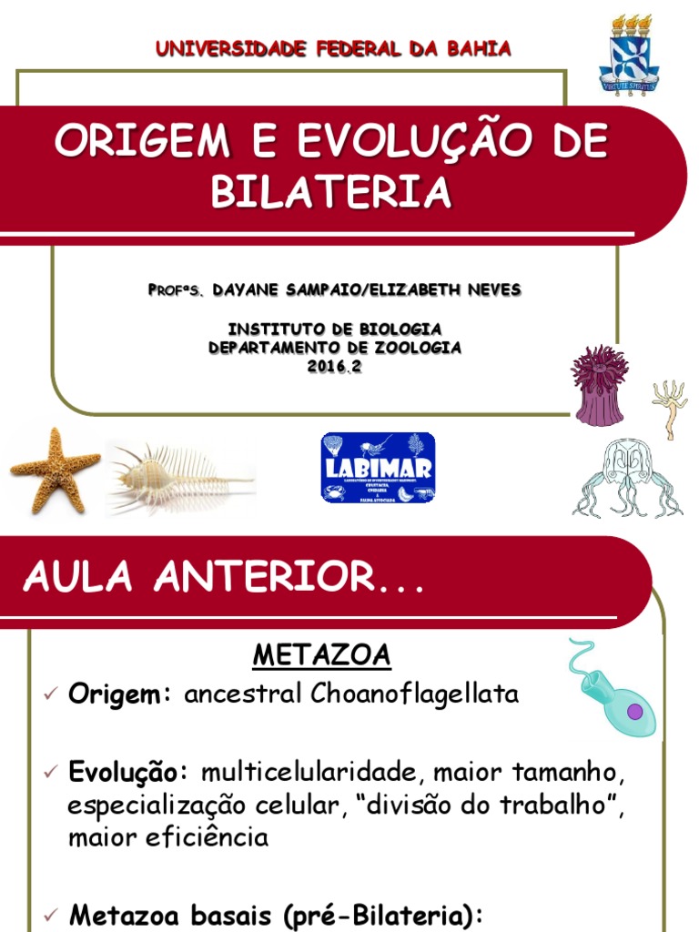 Bilateria | PDF | Filo animal | Ecologia