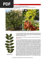 El Camoruco Árbol Emblemático Del Estado Carabobo | PDF | Arboles ...