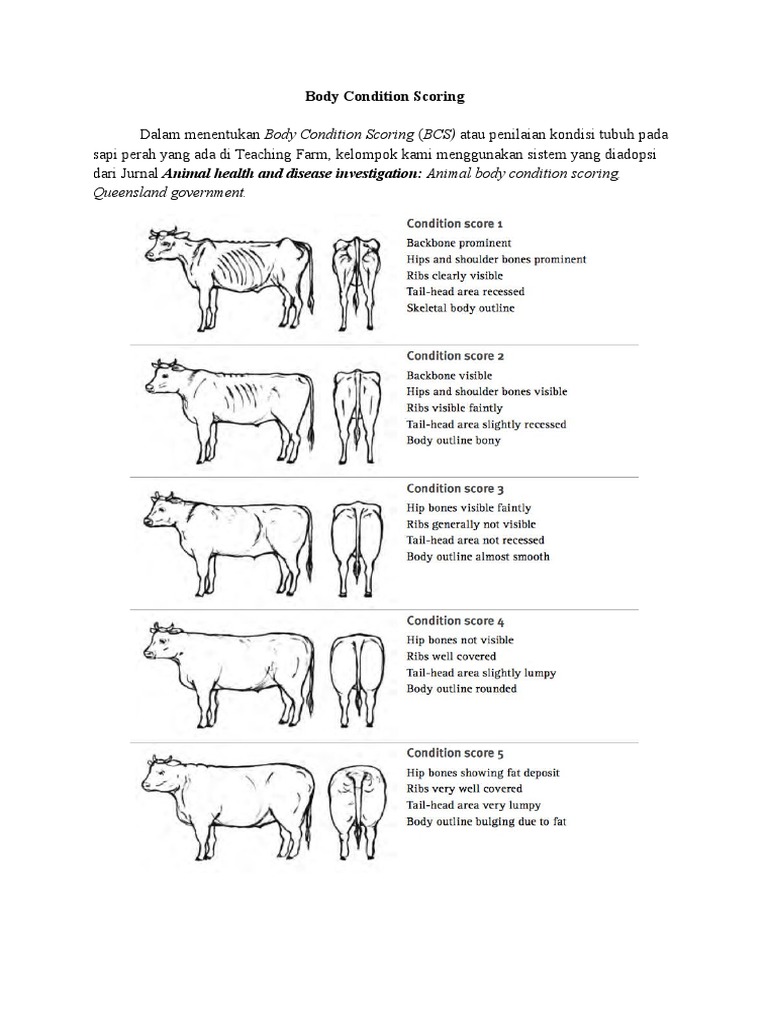 Penilaian Body Condition Sapi Perah | PDF | Olahraga & Rekreasi ...