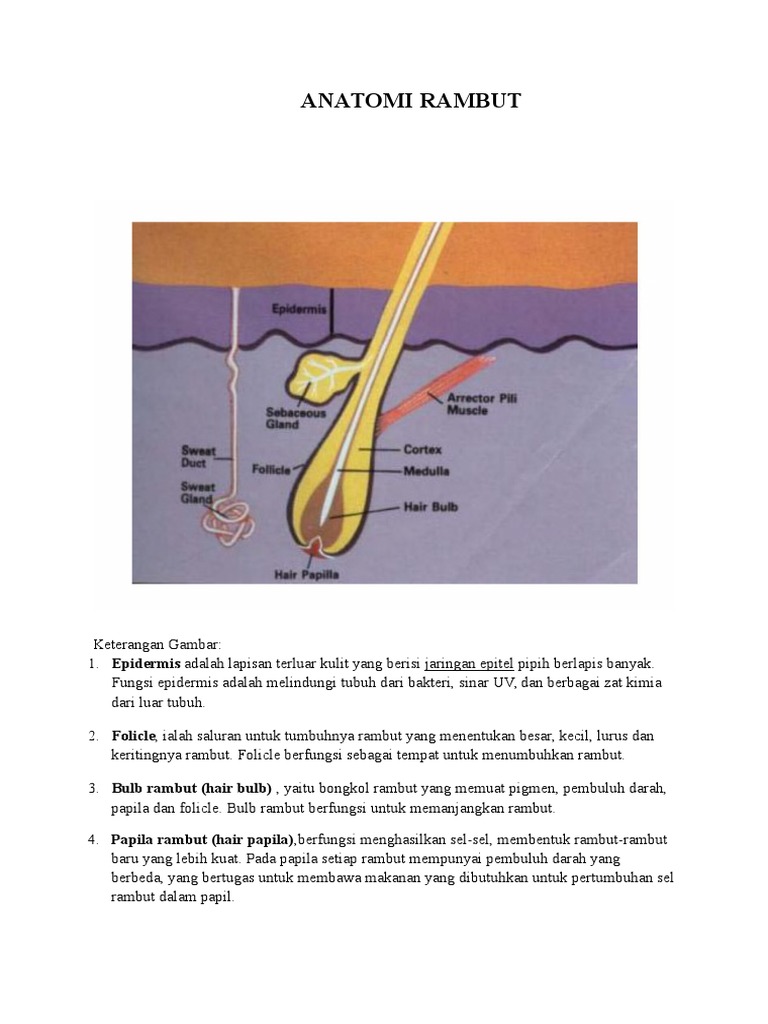 Anatomi Rambut | PDF
