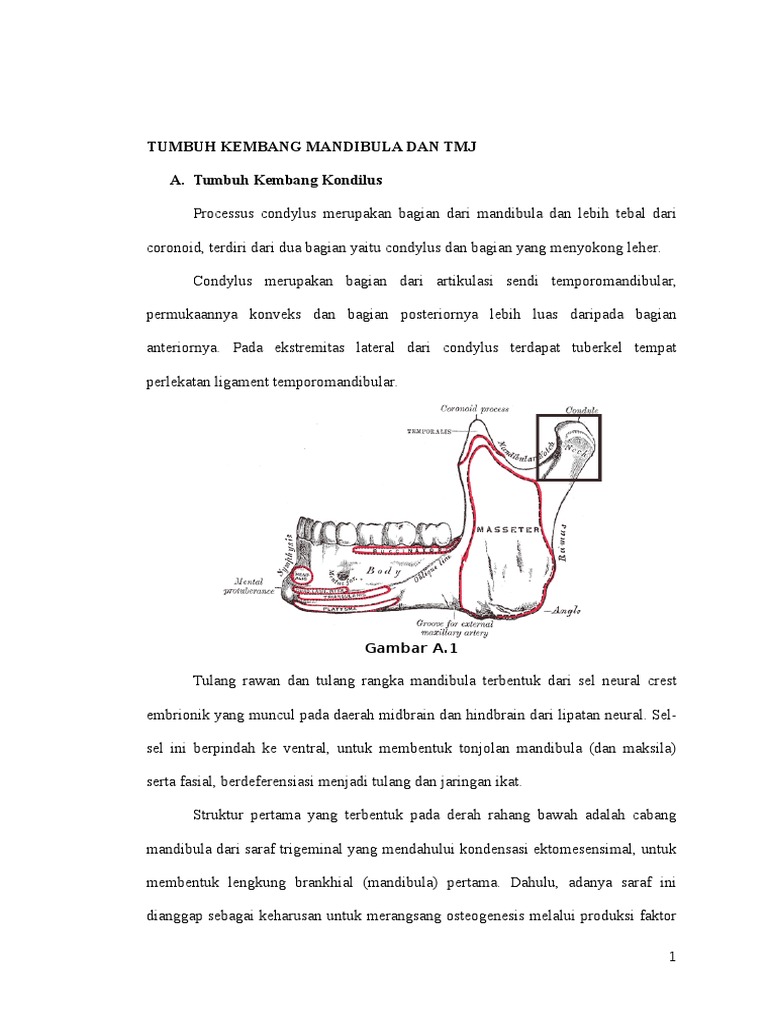 Tumbuh Kembang Mandibula Dan TMJ | PDF