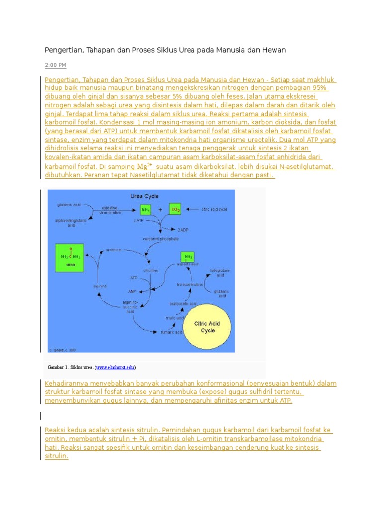 Siklus Urea | PDF | Sains & Matematika
