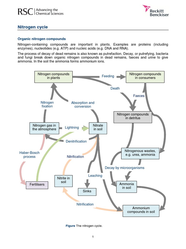 Biogeochemical Cycles Bioninja Nitrogen Cycle Soil Soil Organisms