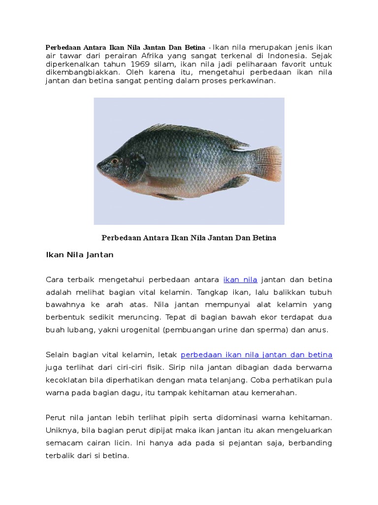 Cara Membedakan Ikan Jantan Dan Betina Pariaman Colour It