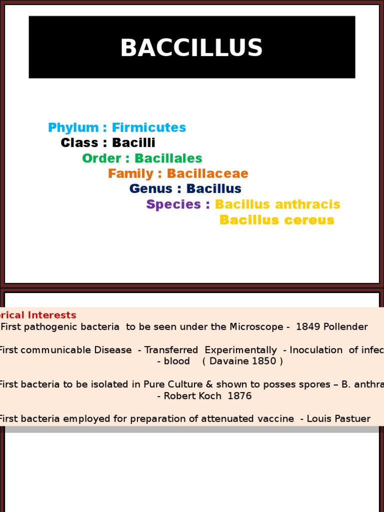 Bacillus Anthracis Overview | PDF | Anthrax | Bacillus