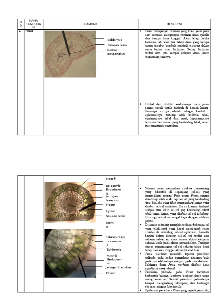 Anatomi Daun Pinus dan Ficus | PDF