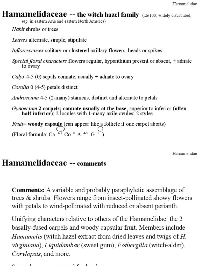 Hamamelidaceae - : The Witch Hazel Family | PDF | Ficus | Flowers