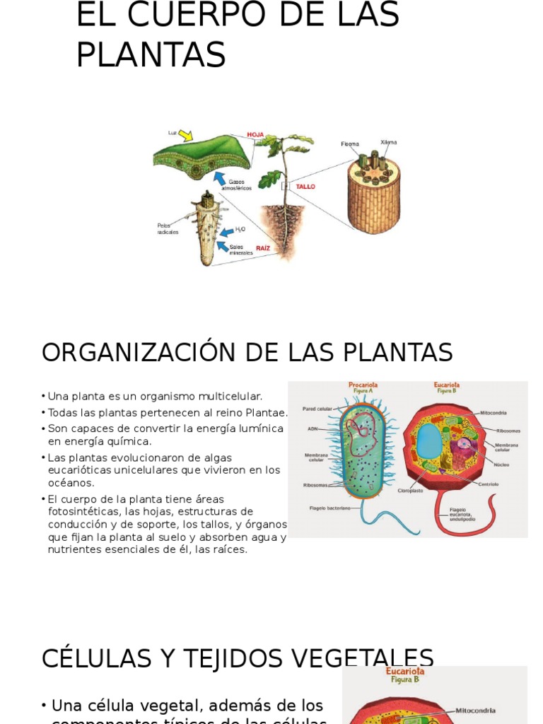 El Cuerpo de Las Plantas El Tallo | PDF | Flores | Hoja