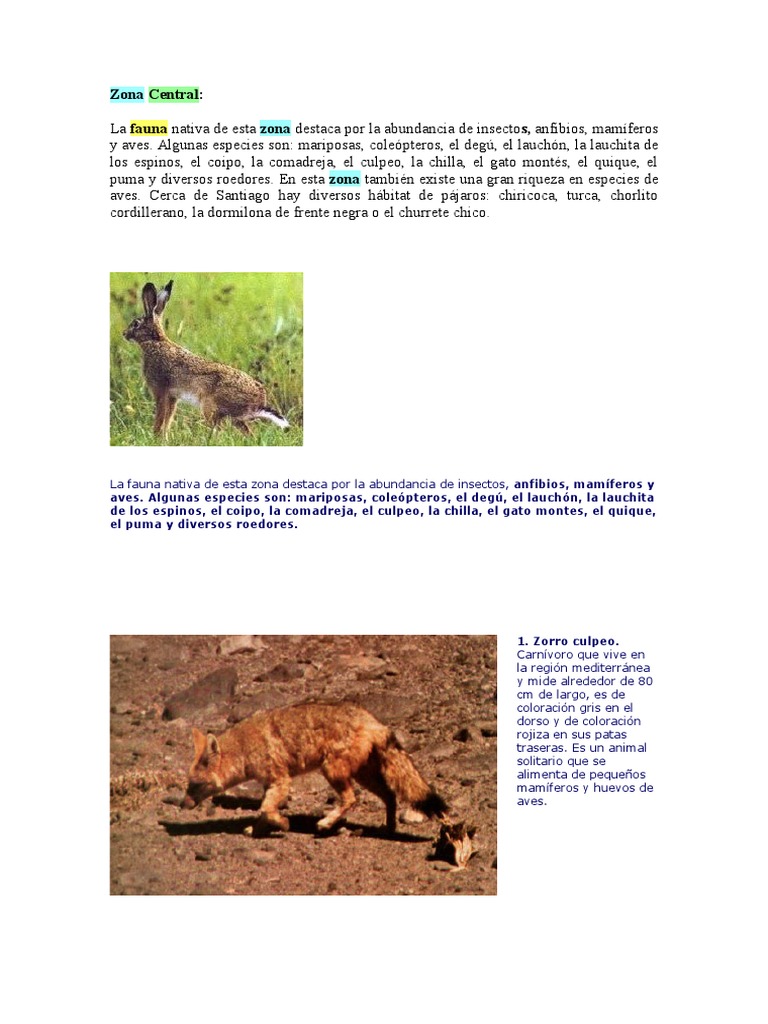 Fauna de la Zona Central de Chile | PDF | Puma | Aves