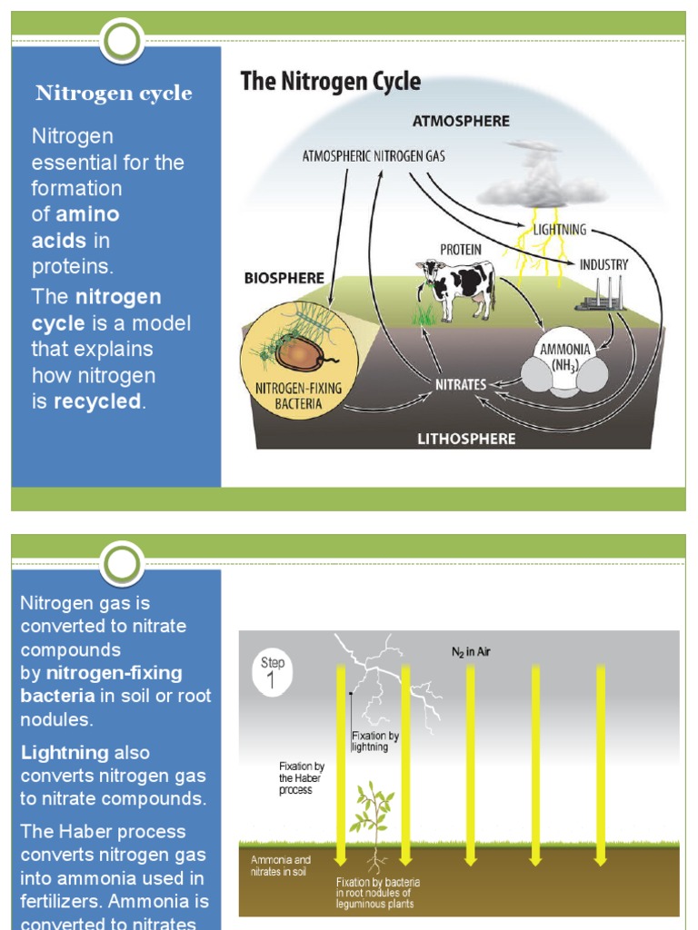 Nitrogen cycle.pptx