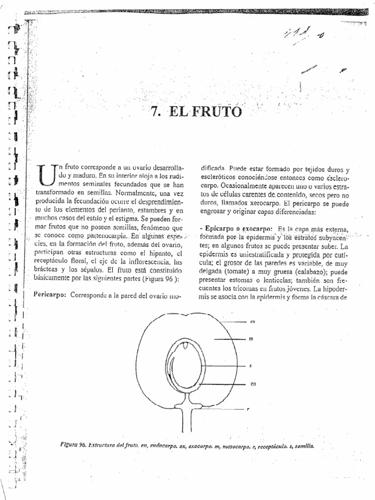 Cap 7 - 8 El Fruto Morfologia y Anatomia D Las Plantas | PDF