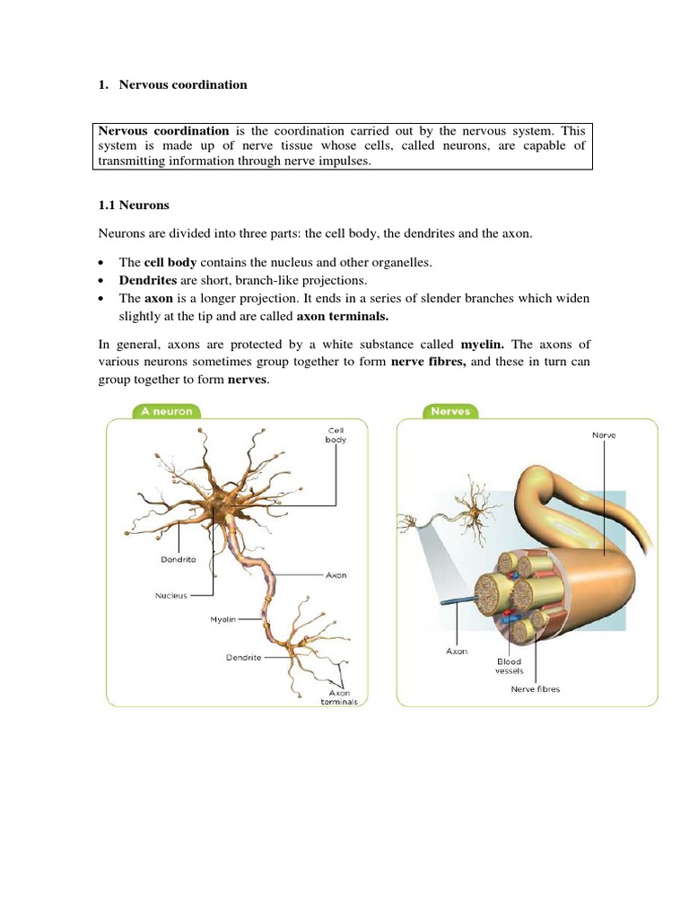 Nervous Coordination | PDF