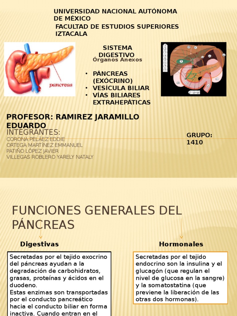 Anatomia Del Pancreas | PDF | Hígado | Páncreas