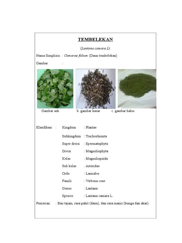 Tembelekan (Lantana Camara L) | PDF Tembelekan (Lantana Camara L) | PDF