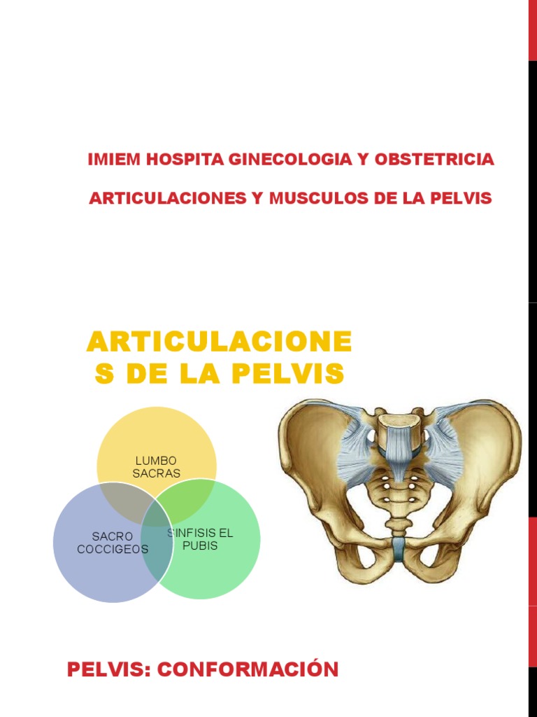 Huesos Y Articulaciones Pelvis Expo Pdf Pelvis Labios