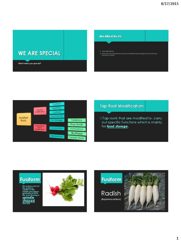 Modified Roots: Fusiform, Napiform, Pneumatophores and More | PDF ...