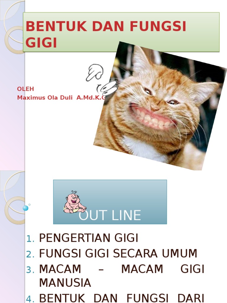 Bentuk Dan Fungsi Gigi | PDF