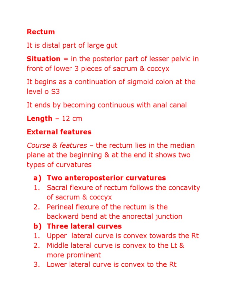 Rectum: Course & Features - The Rectum Lies in The Median | PDF