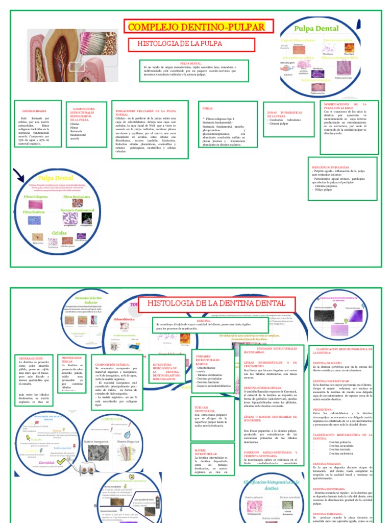 Endodoncia Dental Mapa | Diente humano | Dentina