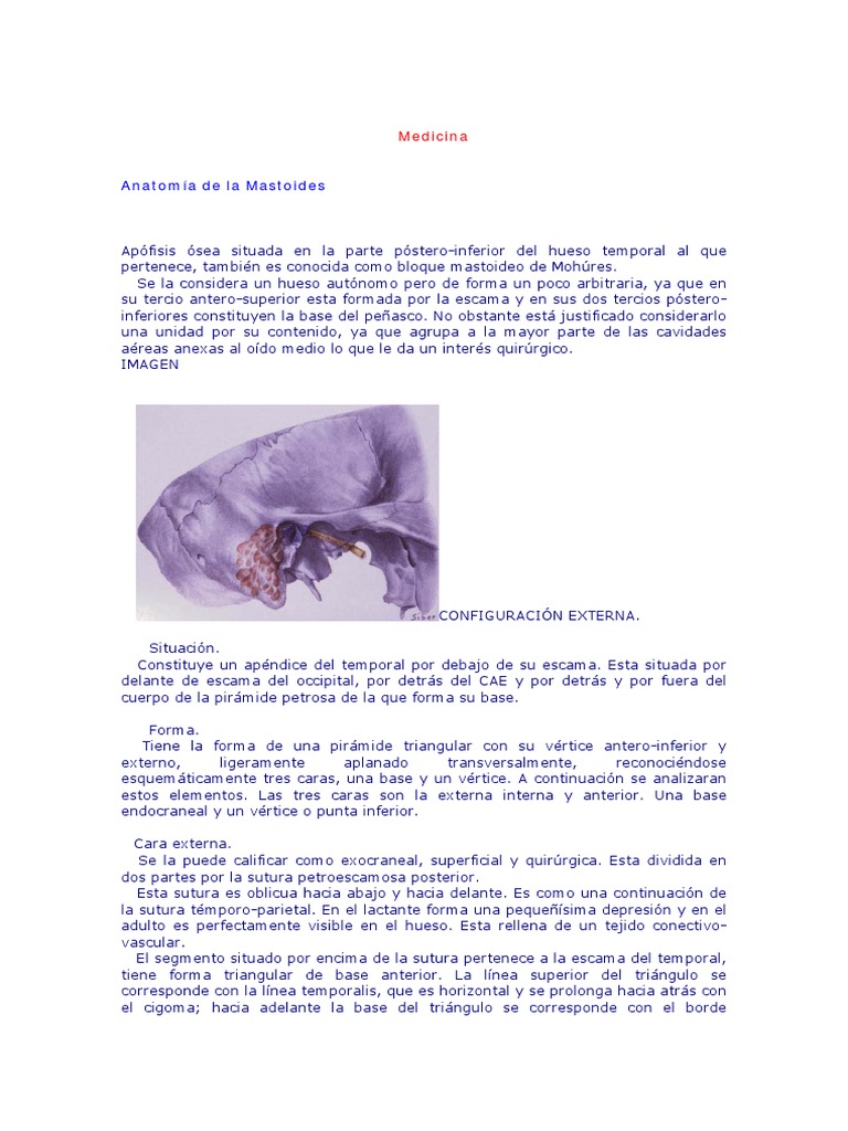 Anatomía del Hueso Mastoides | PDF | Cabeza y cuello humanos | Anatomía ...
