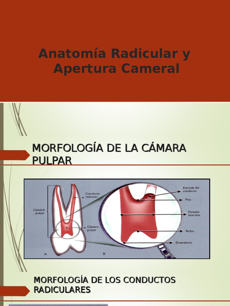 Anatomia y Apertura Cameral | PDF | Anatomia dental | Boca