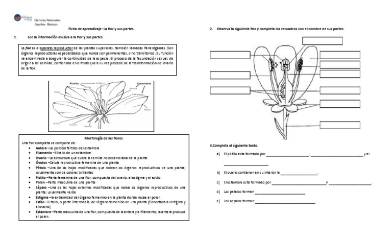 Partes de la Flor y su Función | PDF
