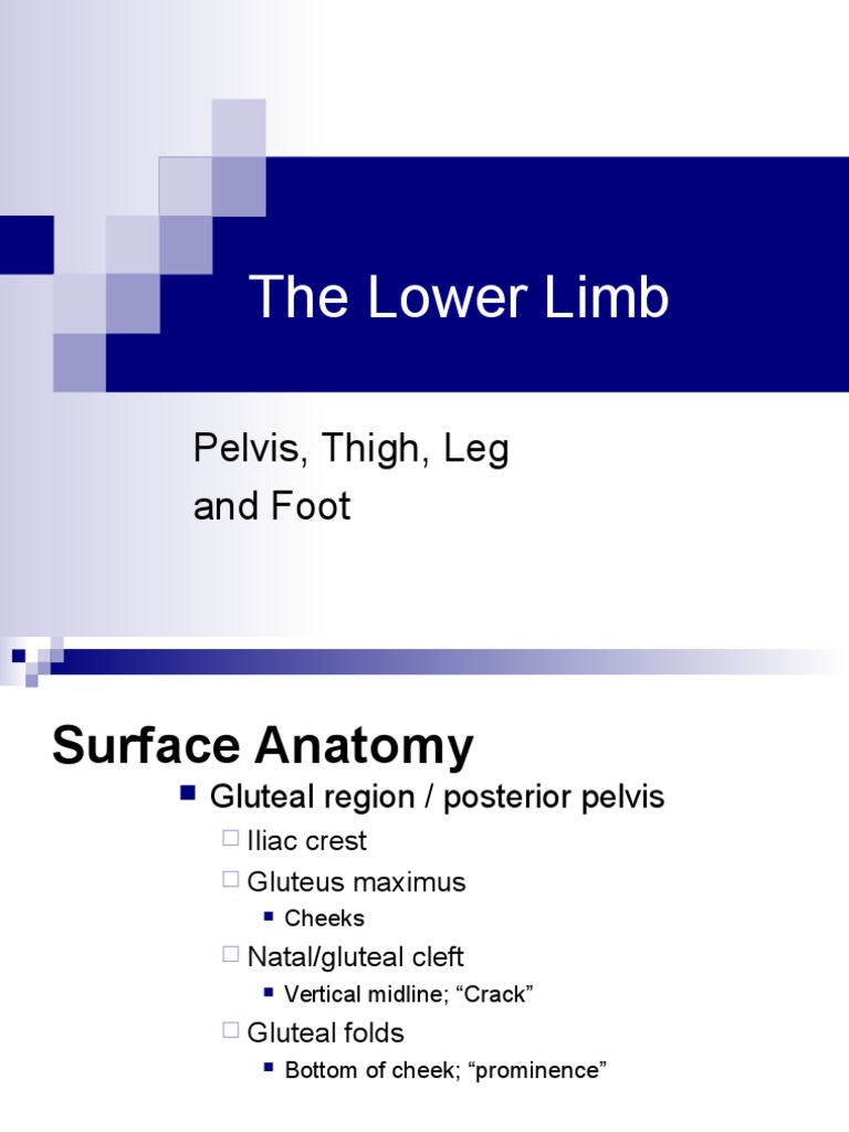 Anatomy of the Lower Limb: A Comprehensive Review of the Bones, Joints ...
