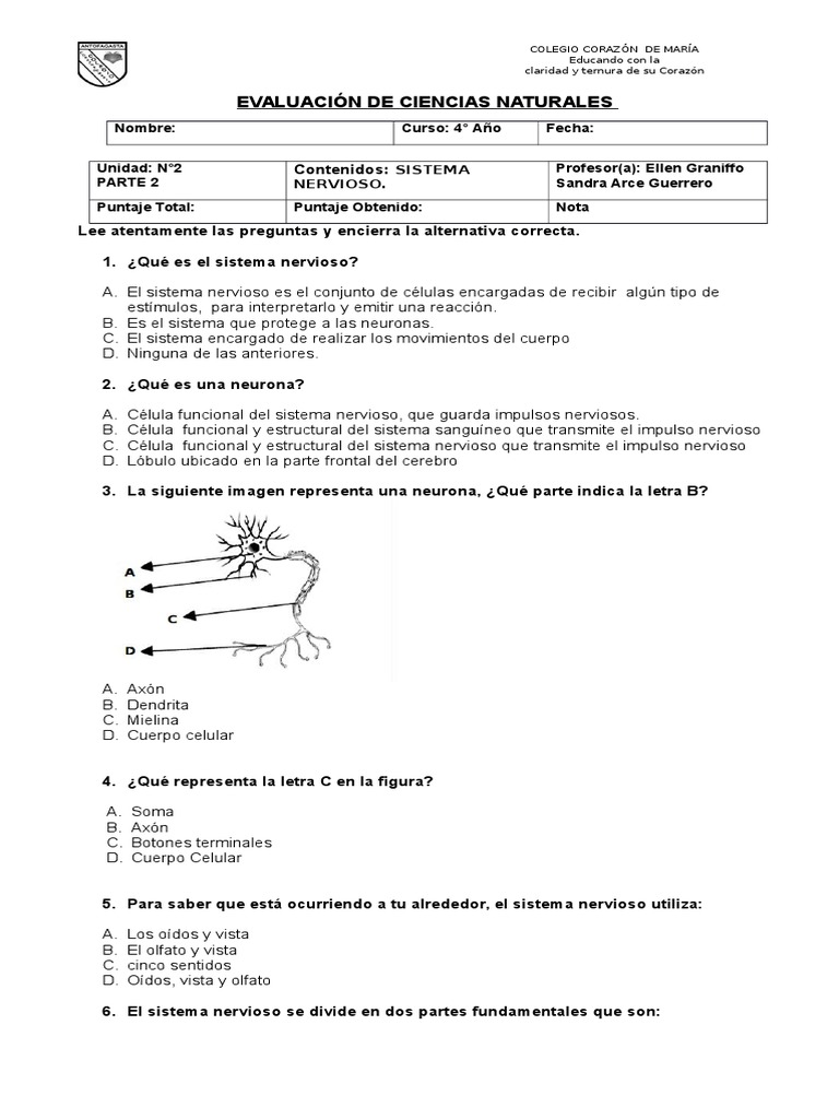 Sistema Nervioso Prueba | PDF | Sistema nervioso | Sistema nervioso central Sistema Nervioso Prueba | PDF | Sistema nervioso | Sistema nervioso central