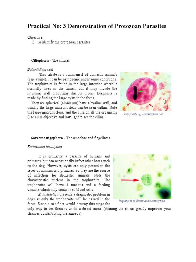 Practical No: 3 Demonstration of Protozoan Parasites: Ciliophora - The ...