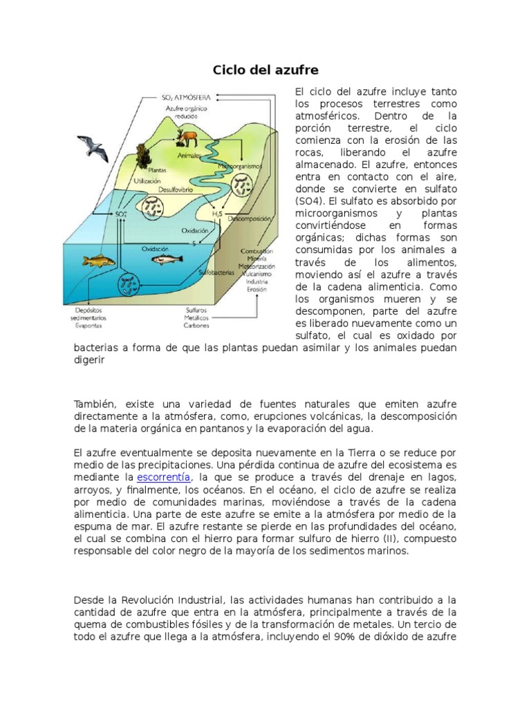 Ciclo Del Azufre | PDF | Azufre | Dióxido de azufre